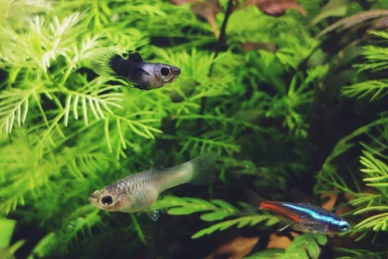 9 Best Small Fish for 1 Gallon Tank: Long Term & Short Term