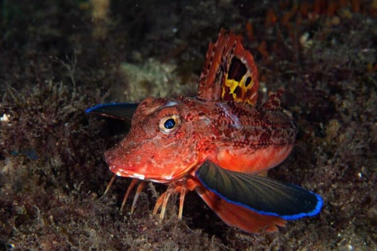 12 Fish With Legs: Unique Walking Fish