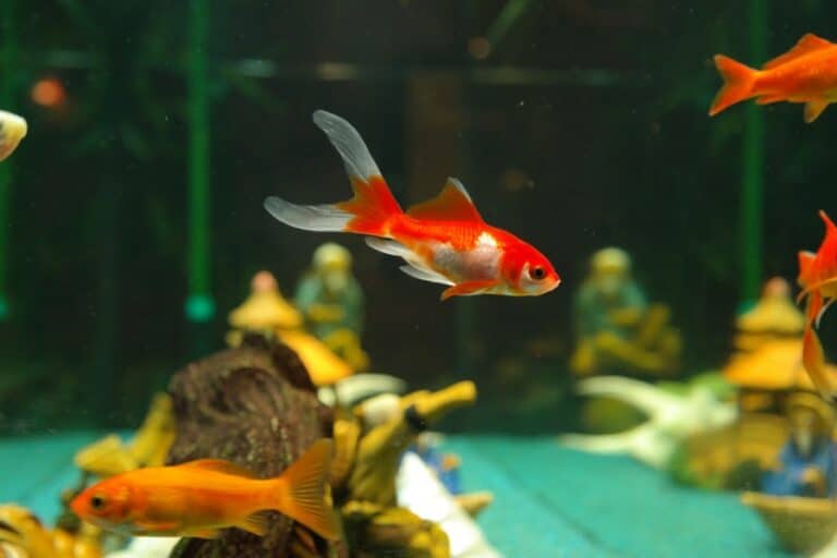 9 Aquarium Fish that Eats Poop: Misconceptions & Triggers