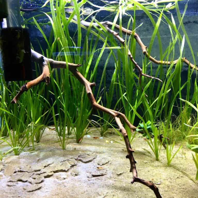 Vallisneria Aquarium Plant: Benefit & Care