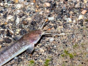 12 Fish With Legs: Unique Walking Fish