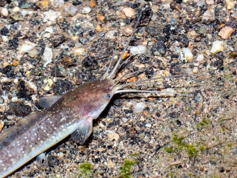 12 Fish With Legs: Unique Walking Fish