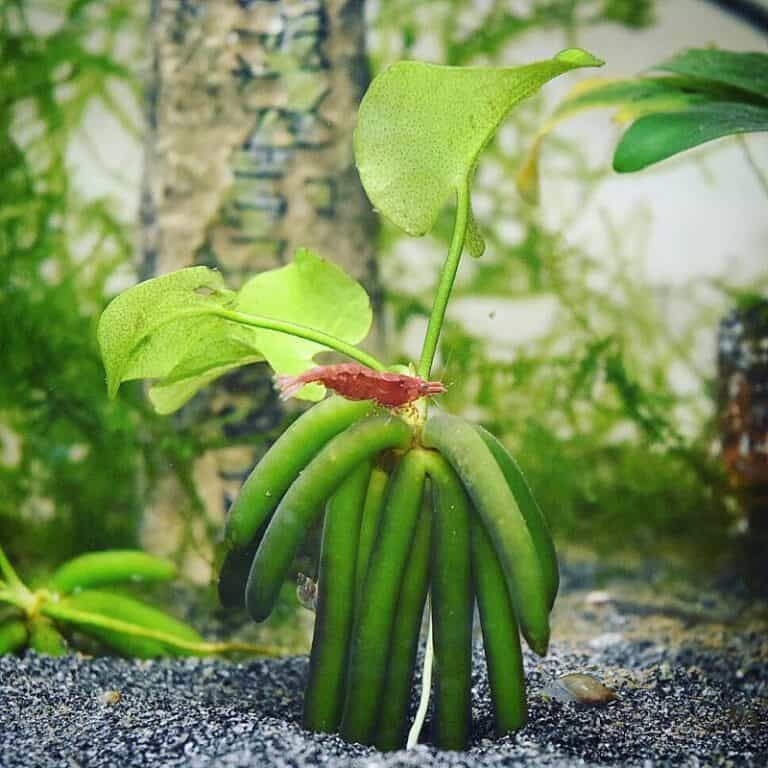 Banana Plant for Aquarium Care Guide - The Aquarium Life