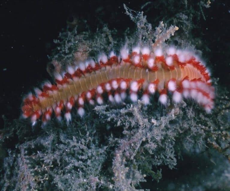 What are Bristle Worms? Are They Harmful?