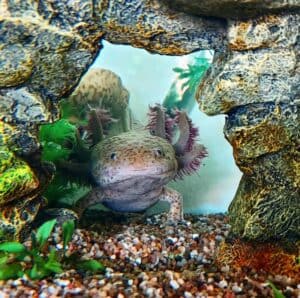 12 Fish With Legs: Unique Walking Fish