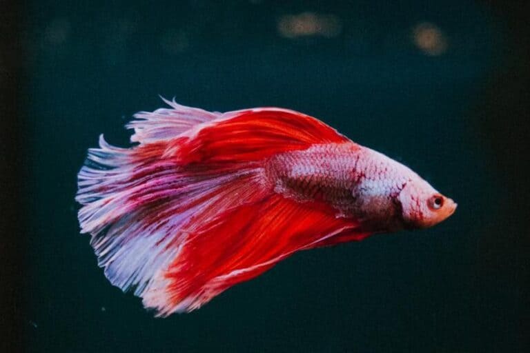 Why Is My Betta Fish Turning White (Losing Color)?