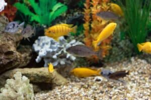 African Cichlid Tank Size & Setup Guide - The Aquarium Life