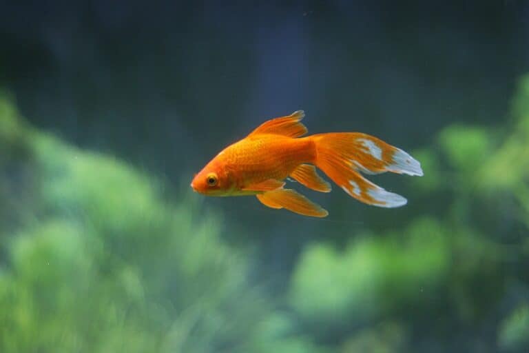 Perfect Goldfish Water Temperature: Ideal Temp Range