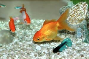 7 Humane Ways to Euthanize a Fish at Home