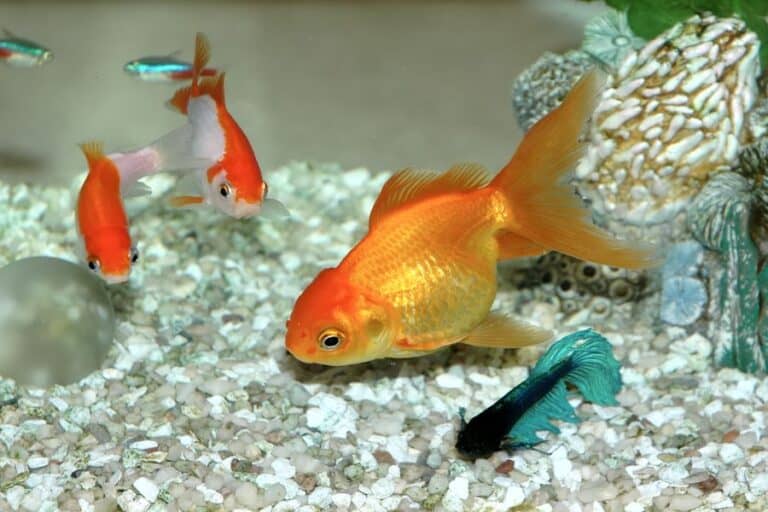 7 Humane Ways to Euthanize a Fish at Home