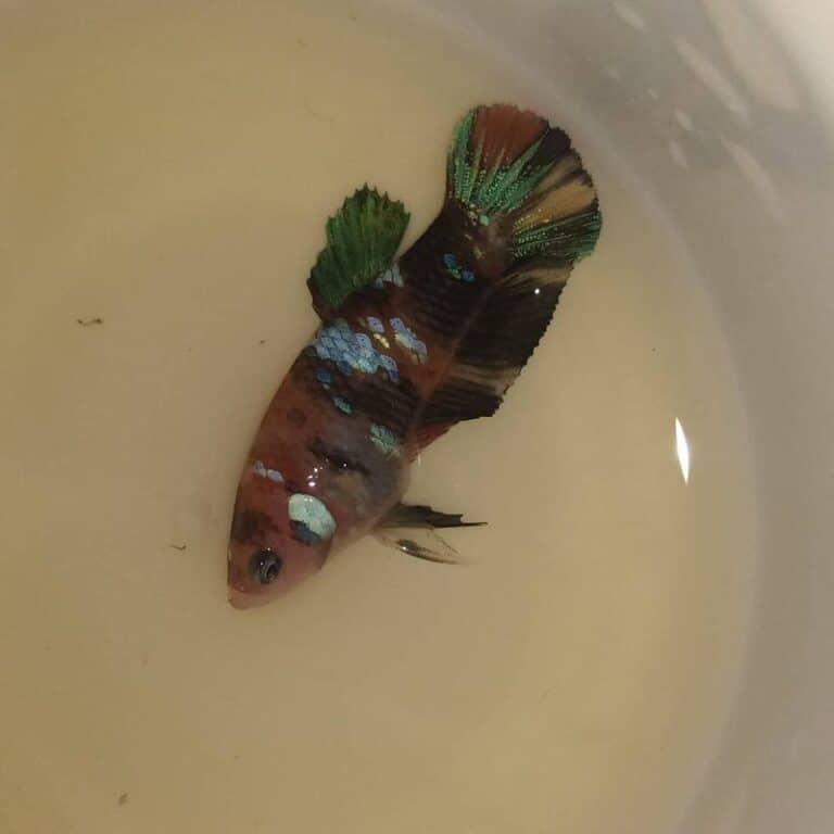 How to Breed Betta Fish? (With Crossbreeding Chart)