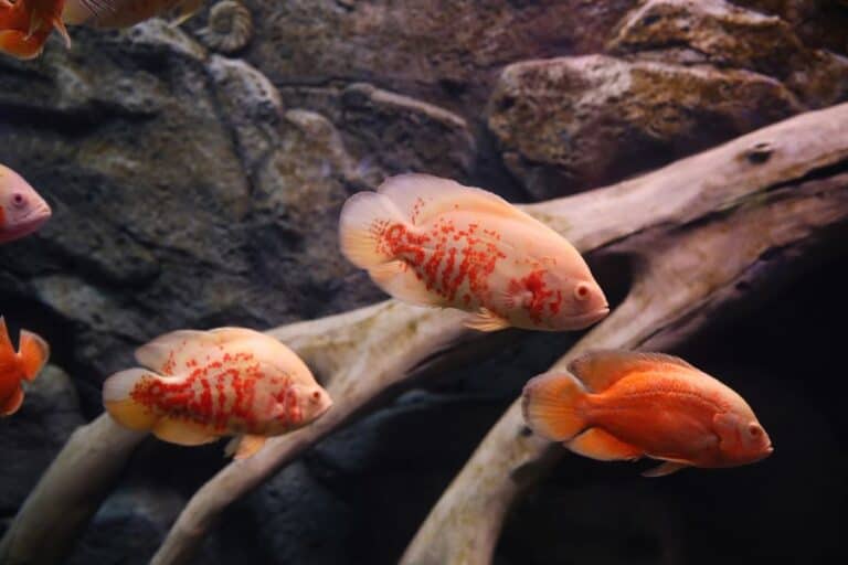 15 Types of Oscar Fish and Their Color Schemes