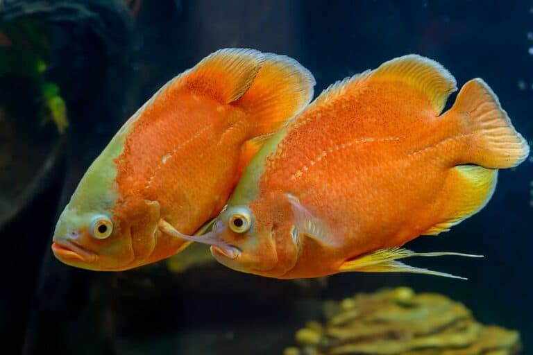 15 Types of Oscar Fish and Their Color Schemes