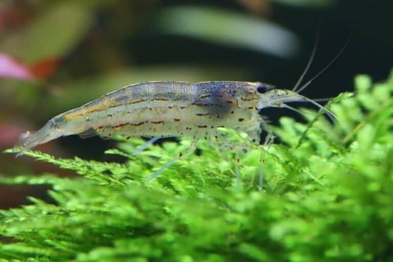 Dwarf Freshwater Shrimp: Popular Types & Care