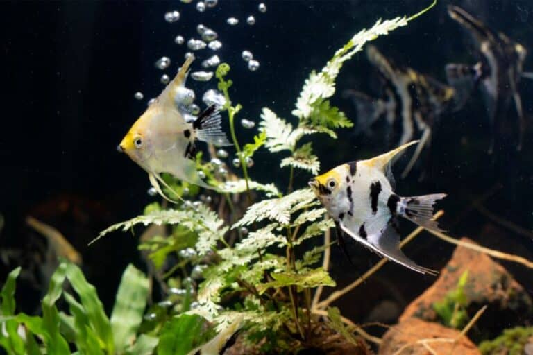 20 Types of Tropical Fish for Your Aquarium