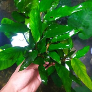 Anubias Plant Care Guide & 5 Popular Types