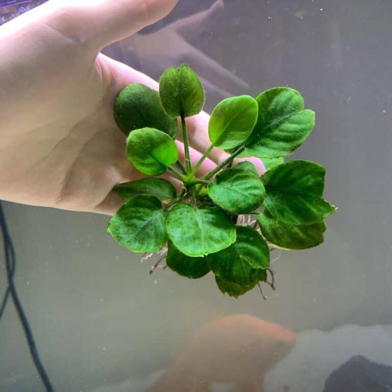Anubias Plant Care Guide & 5 Popular Types