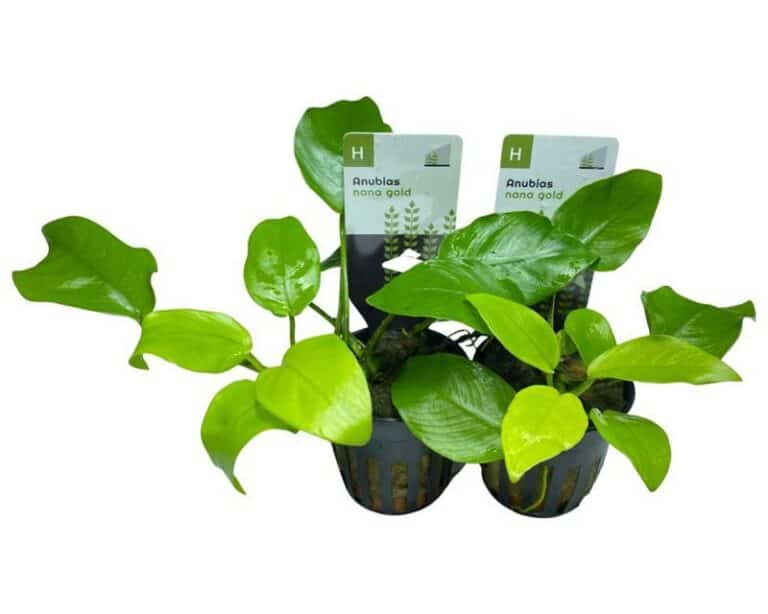Anubias Plant Care Guide & 5 Popular Types