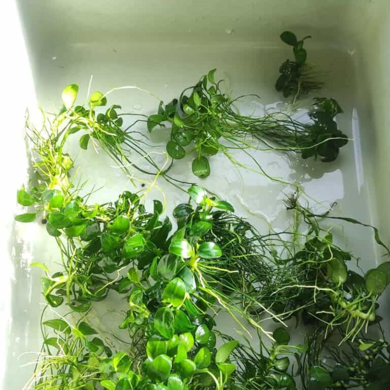 Anubias Plant Care Guide & 5 Popular Types