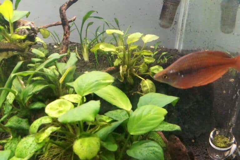 Anubias Plant Care Guide & 5 Popular Types
