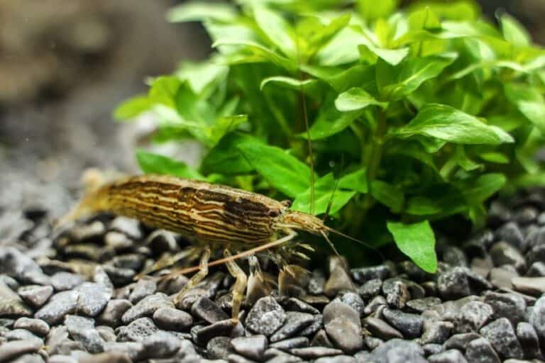 17 Popular Types of Aquarium Shrimp