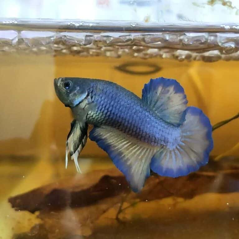 How to Breed Betta Fish? (With Crossbreeding Chart)