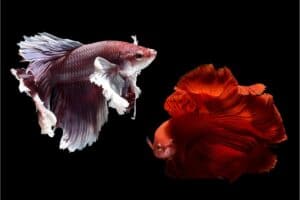 10 Most Aggressive Aquarium Fish & How To Deal With It