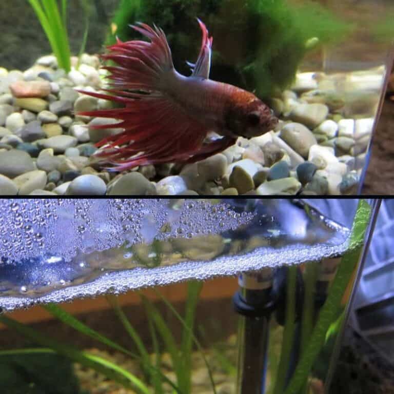 How to Breed Betta Fish? (With Crossbreeding Chart)