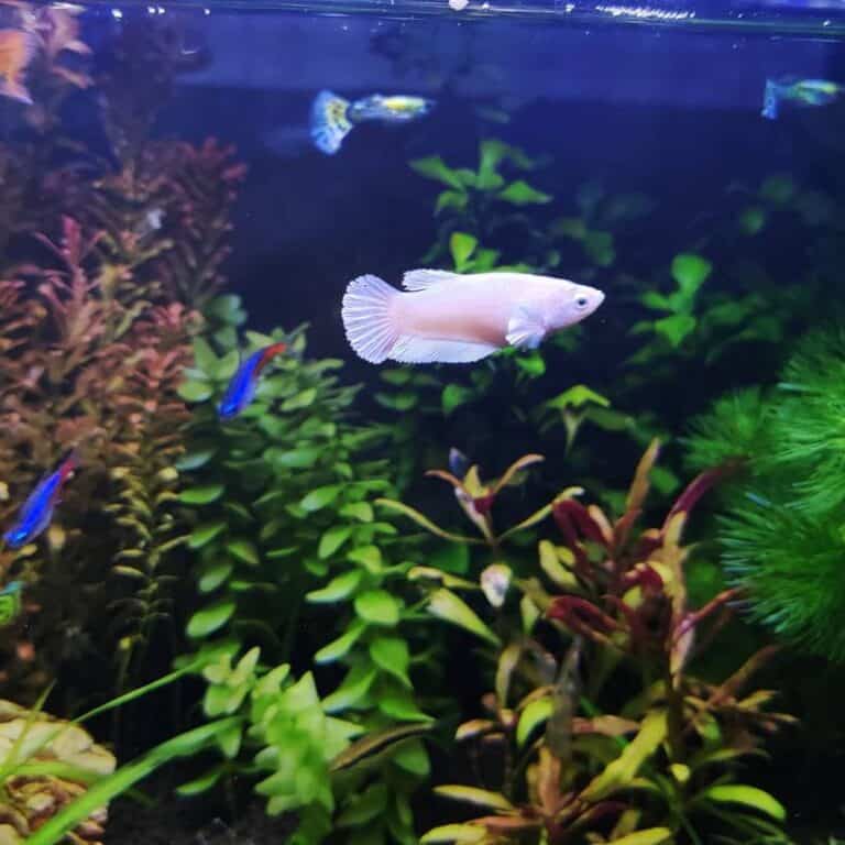 How to Breed Betta Fish? (With Crossbreeding Chart)