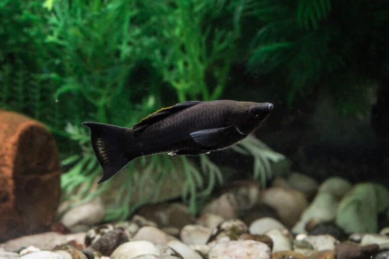 Molly Fish Care: Types, Tank, Food & More