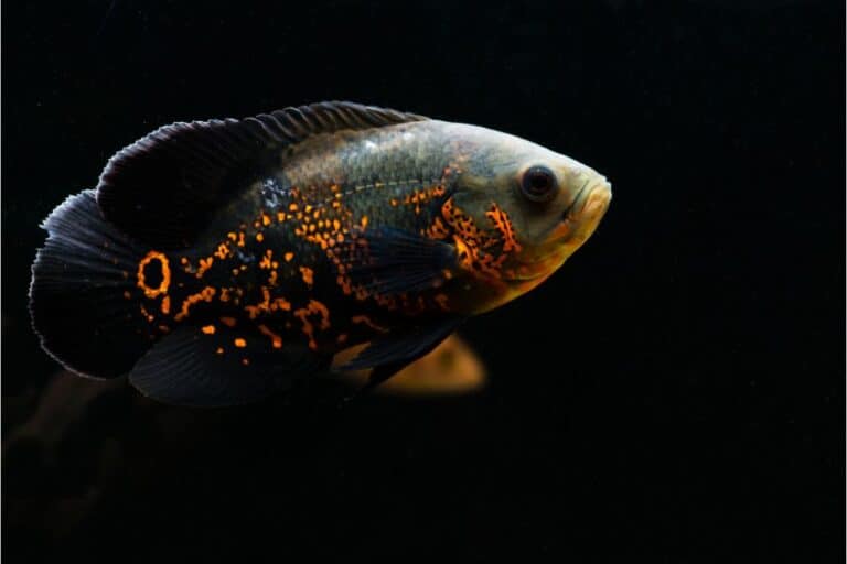 15 Types of Oscar Fish and Their Color Schemes