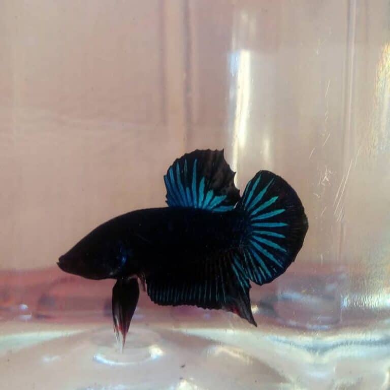 How to Breed Betta Fish? (With Crossbreeding Chart)