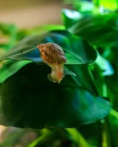 Bladder Snail Guide: Size, Lifespan, Care, Diet & More