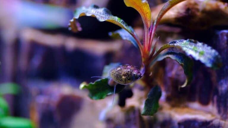 Bladder Snail Guide: Size, Lifespan, Care, Diet & More