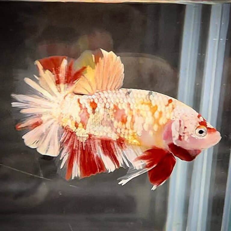 How to Breed Betta Fish? (With Crossbreeding Chart)