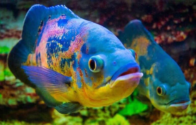 15 Types of Oscar Fish and Their Color Schemes