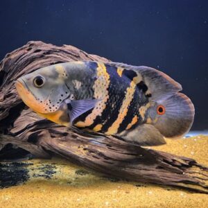 15 Types of Oscar Fish and Their Color Schemes