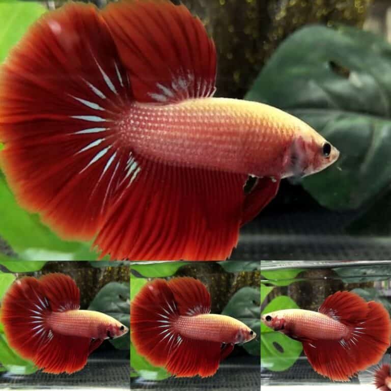 How to Breed Betta Fish? (With Crossbreeding Chart)