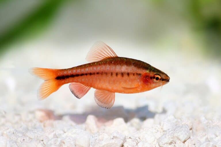 13 Ideal Tank Mates for Your Tiger Barb - The Aquarium Life