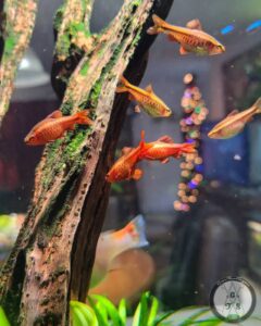 Top 18 Types of Barb Fish: Ranked - The Aquarium Life