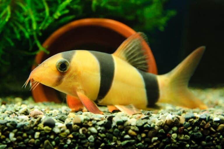Top 13 Best Aquarium Fish that Eat Snails - The Aquarium Life