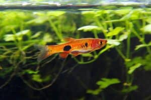 11 Stunning Types of Rasbora for Beginners