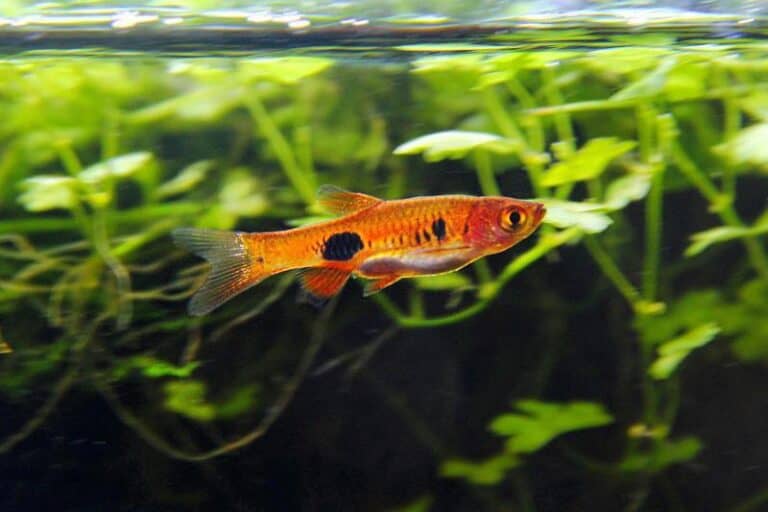 11 Stunning Types of Rasbora for Beginners