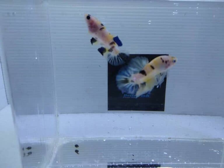 How to Breed Betta Fish? (With Crossbreeding Chart)