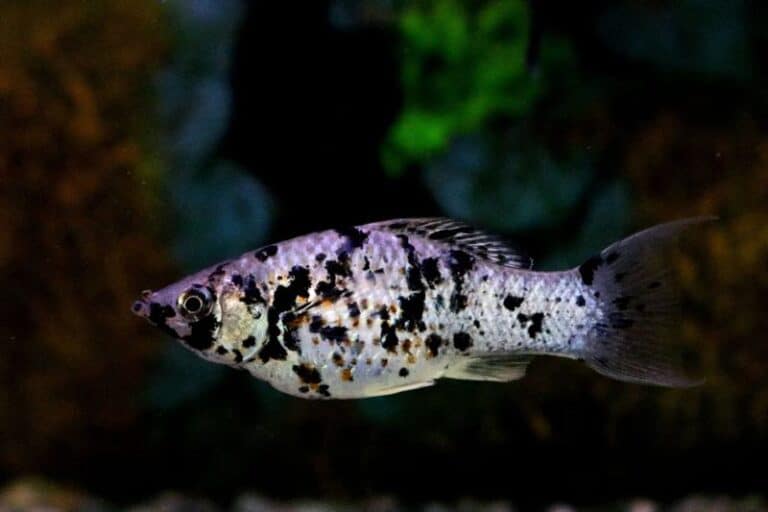 Dalmatian Molly Fish: Care, Diet, & More - The Aquarium Life