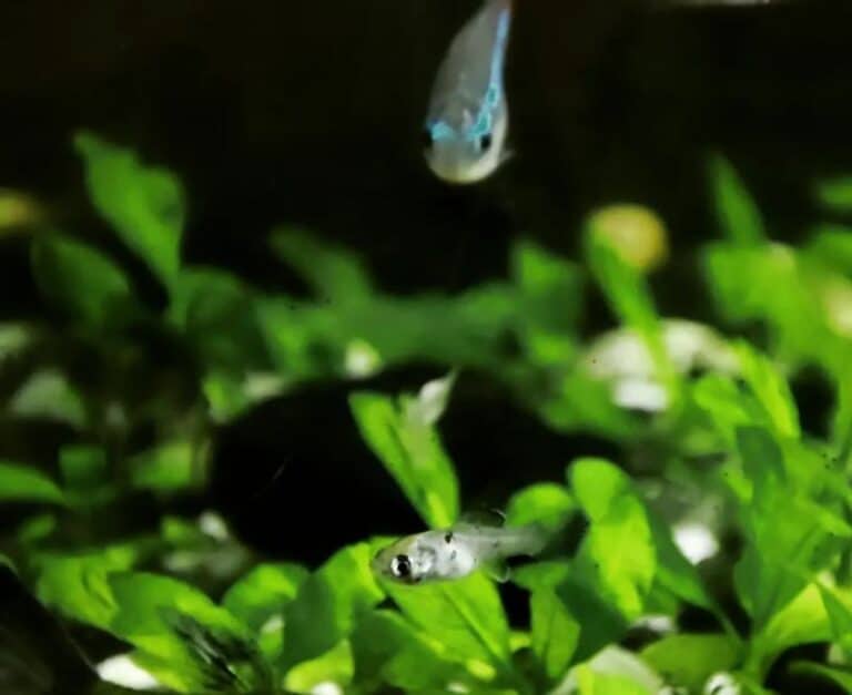 Dalmatian Molly Fish: Care, Diet, & More - The Aquarium Life