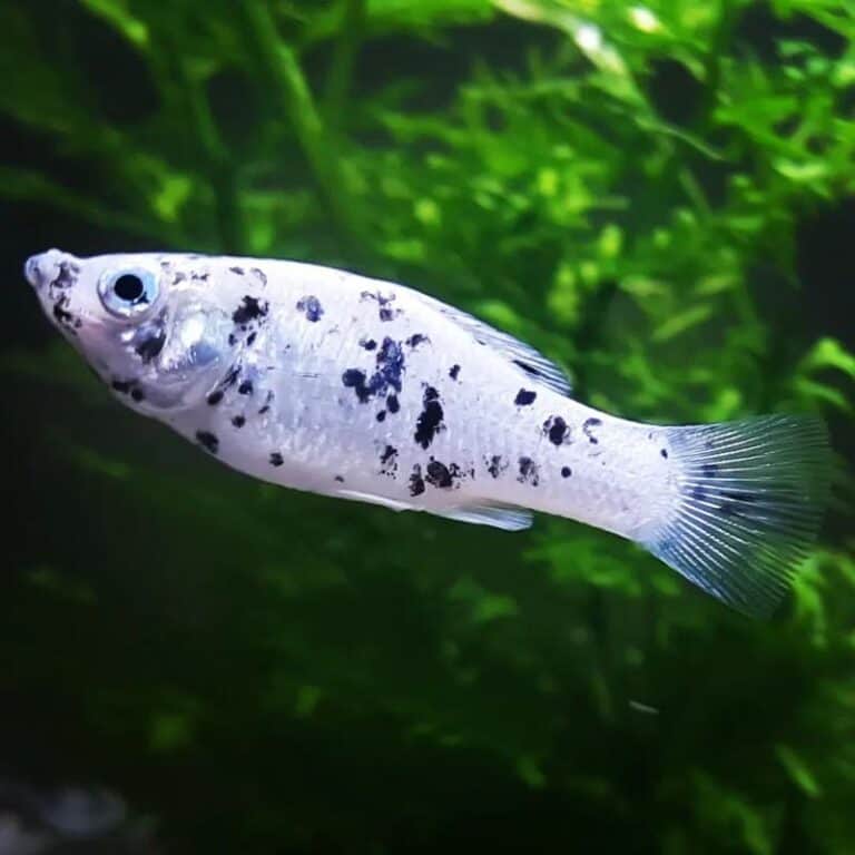 Dalmatian Molly Fish: Care, Diet, & More - The Aquarium Life