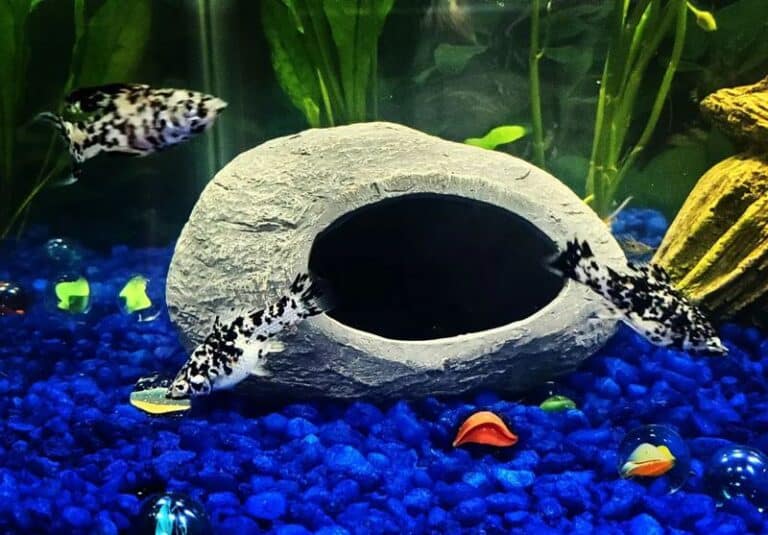 Dalmatian Molly Fish: Care, Diet, & More - The Aquarium Life