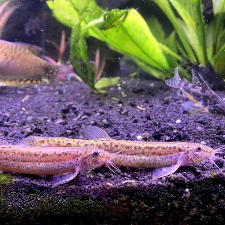 Dojo Loach Care: A Fish that Predicts Bad Weather
