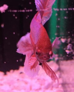How to Breed Betta Fish? (With Crossbreeding Chart)